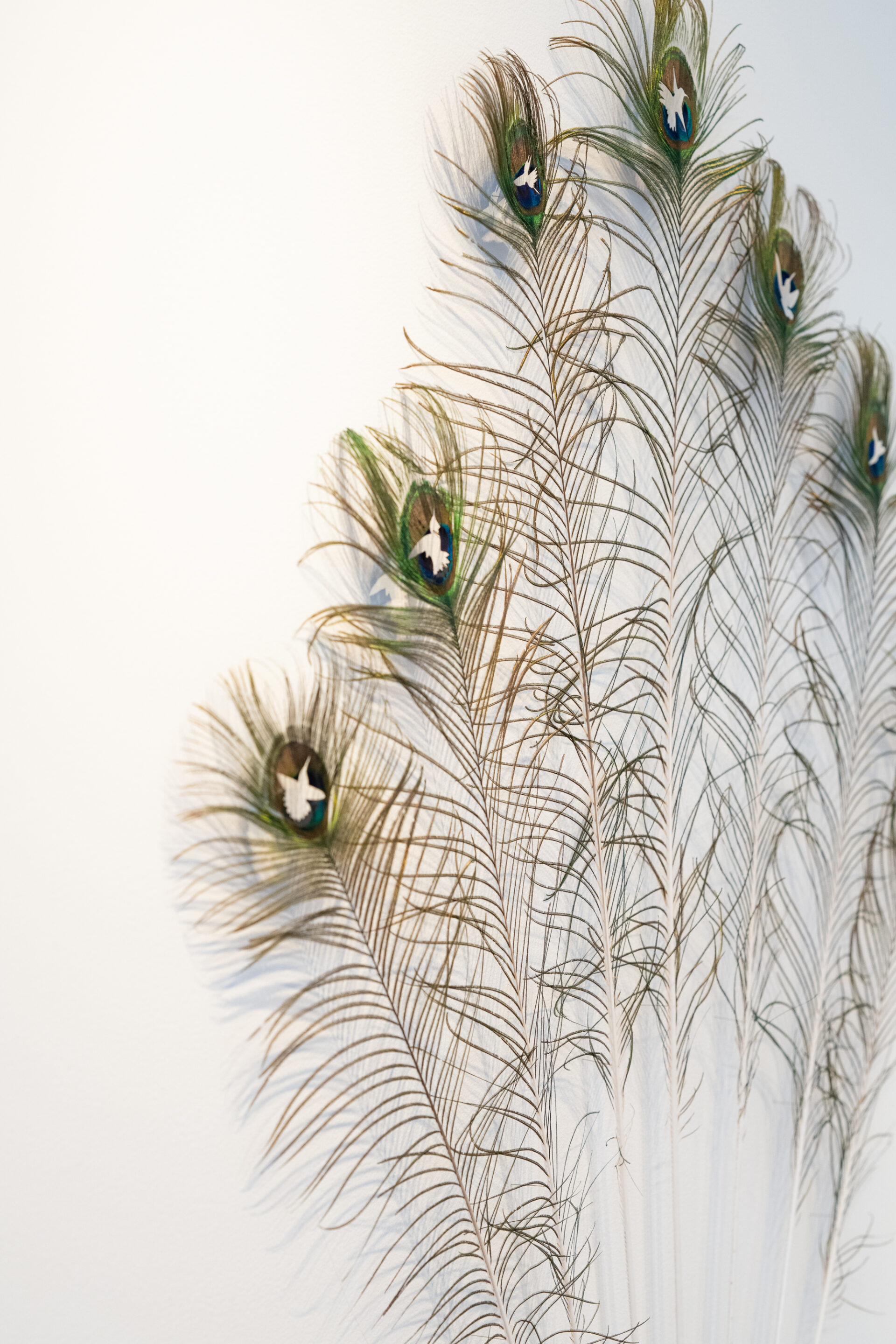 Chris Maynard: Featherfolio Encore - Bainbridge Island Museum of Art